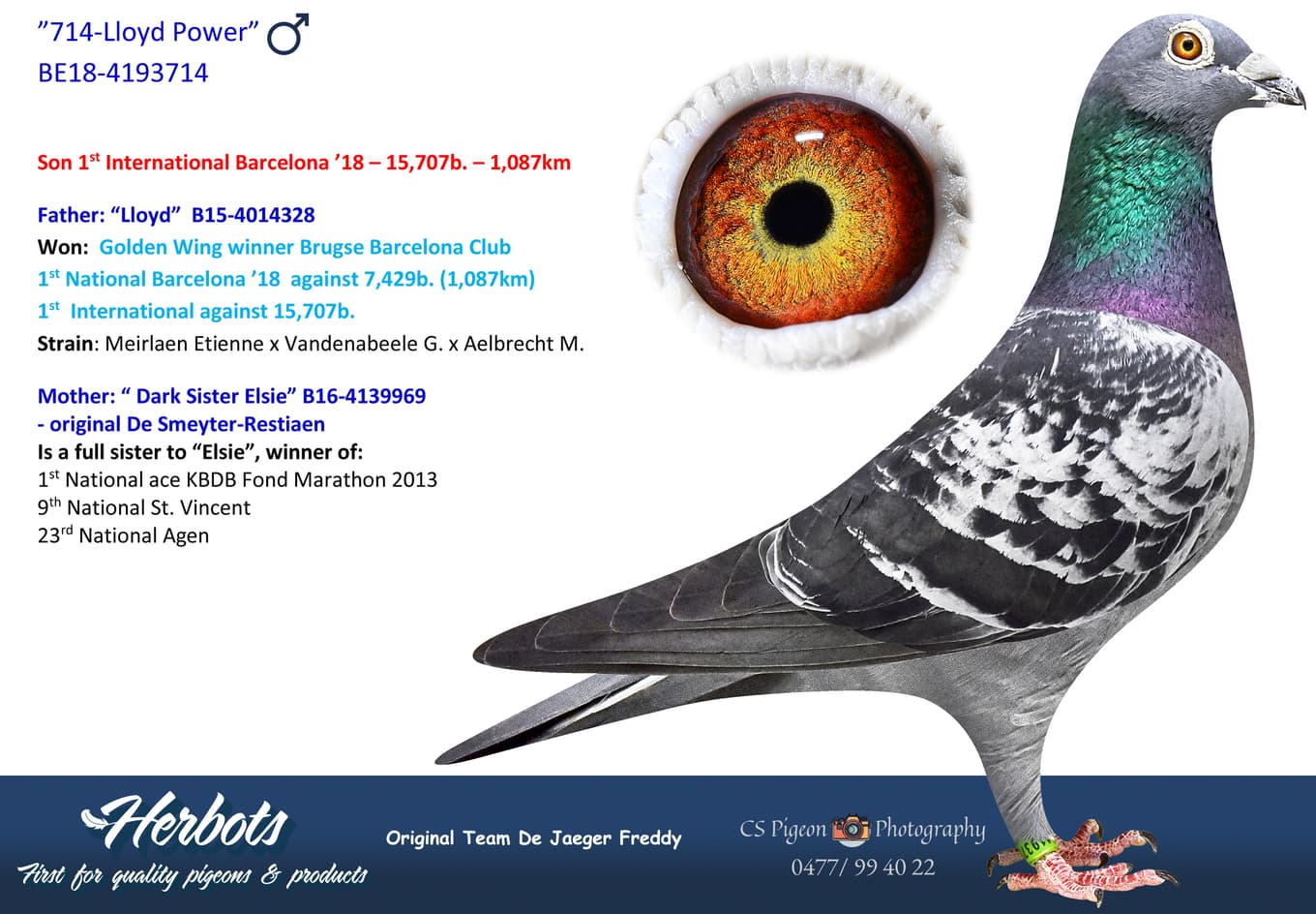 Pigeon Bids Marathon Power August 2025
