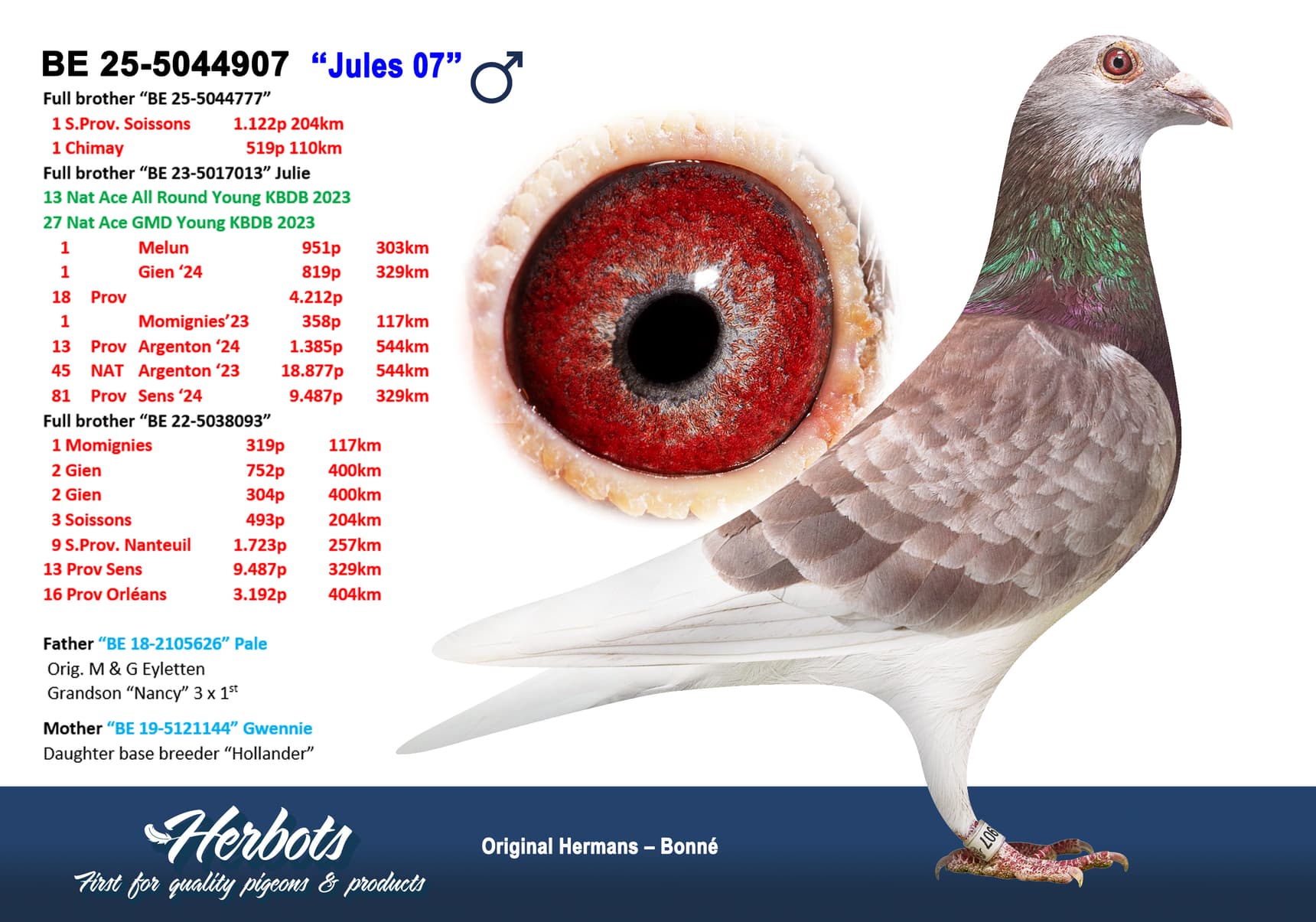 “Inbred Hollander 571” - BE-24-5037571