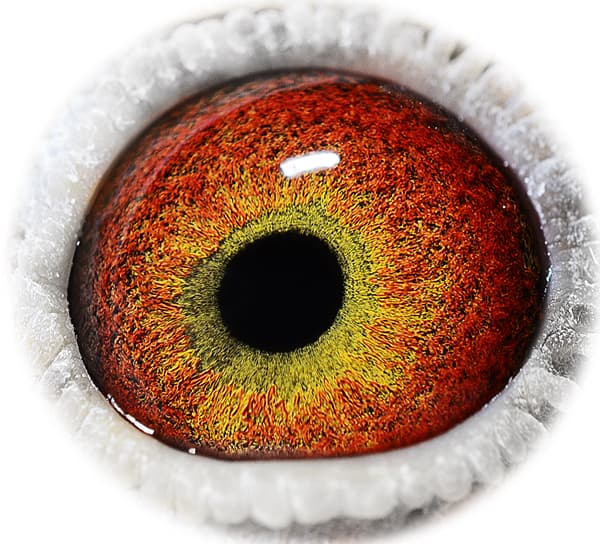 “Inbred Rico 418” - BE-25-5053418