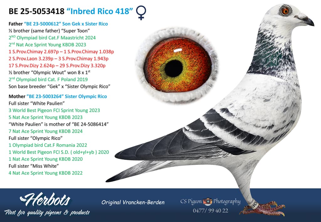 “Inbred Rico 418” - BE-25-5053418