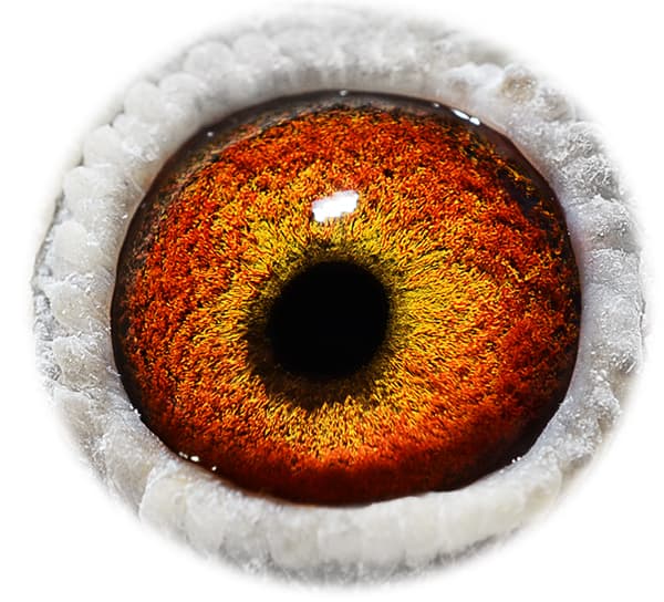 “681-Daughter Sister New Kim” - BE-20-6188681