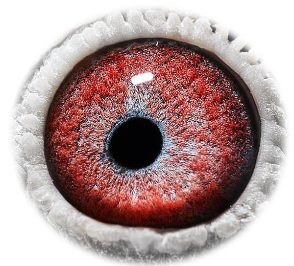 “850-Leyla/New Kim” - BE-24-6200850