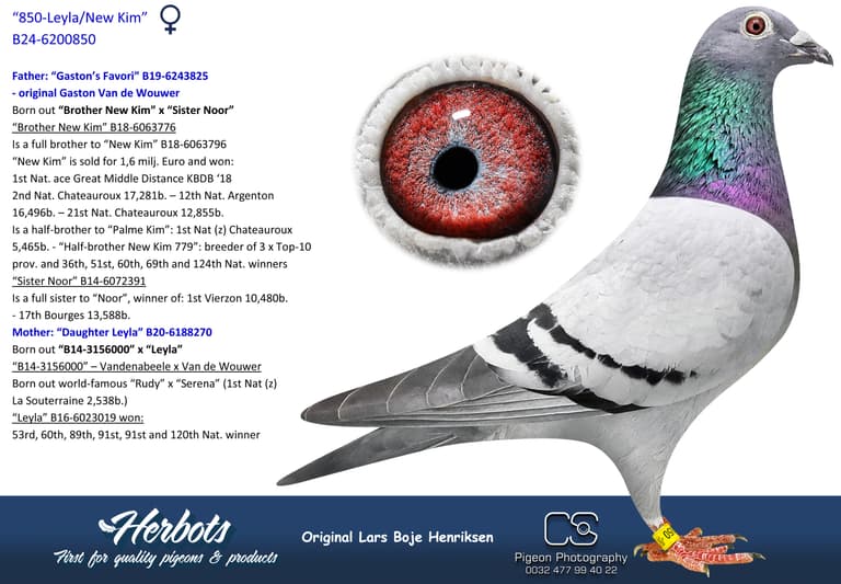 “850-Leyla/New Kim” - BE-24-6200850