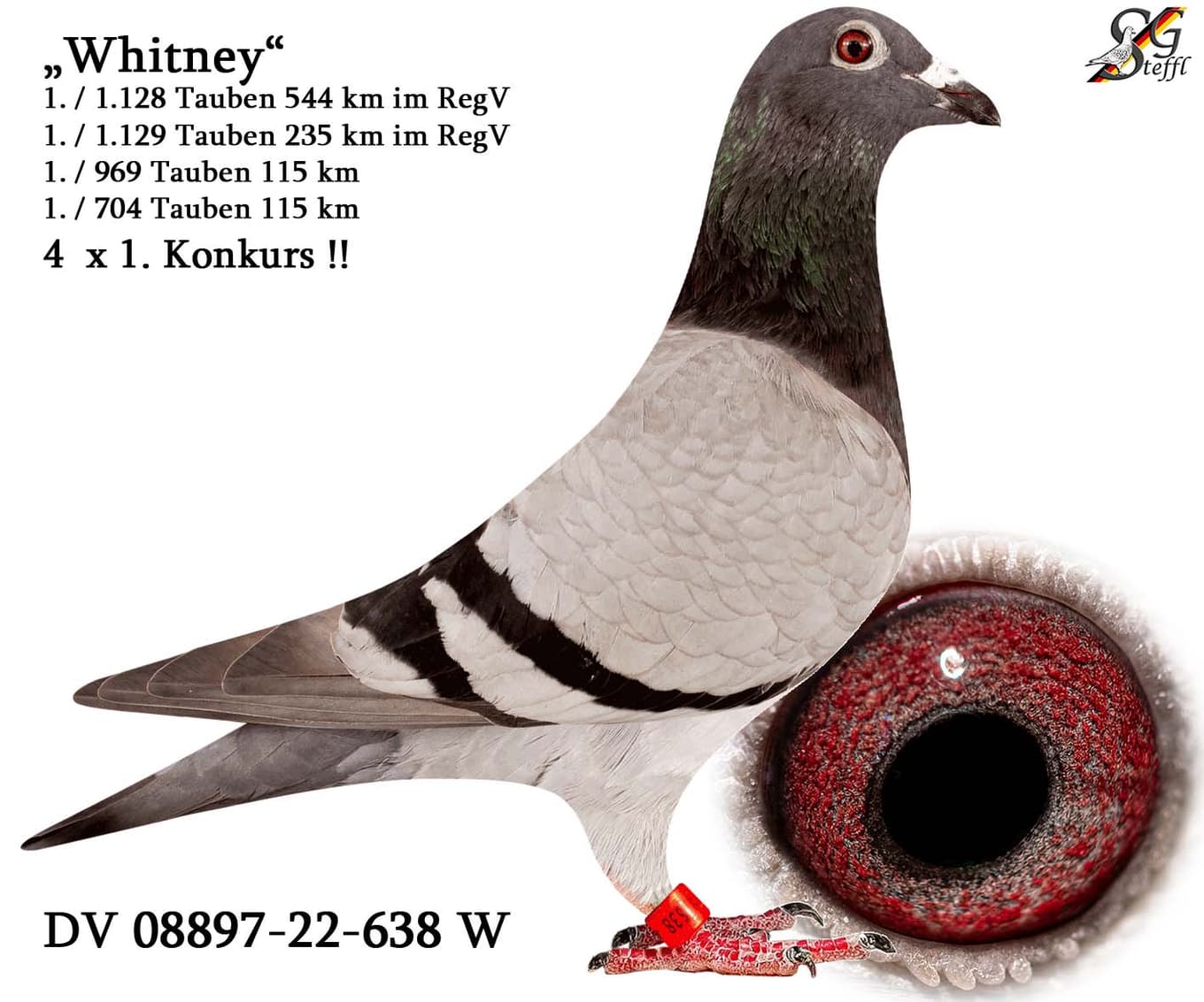 “Son Whitney” - DV-08897-25-8669