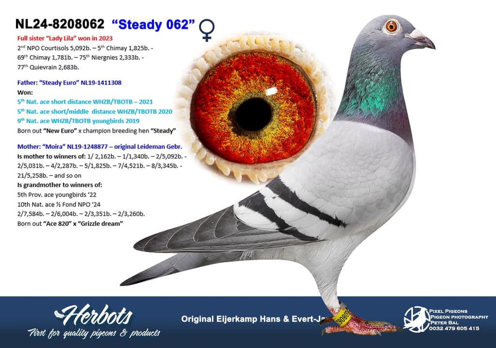 “Steady 006” - NL-21-1670006