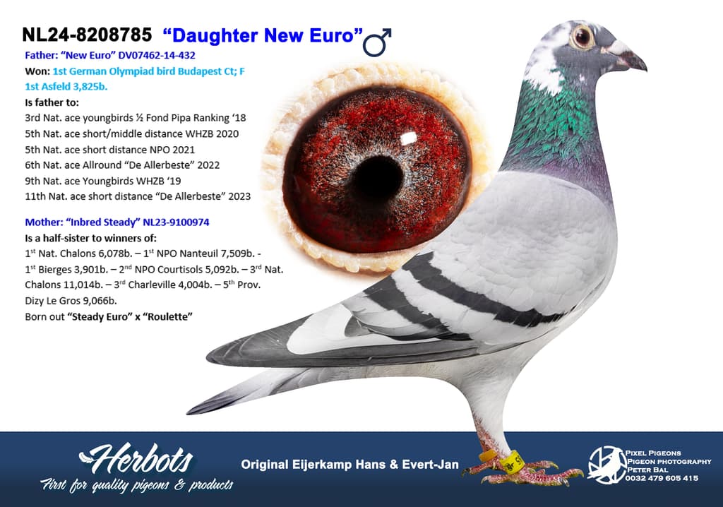 “Daughter New Euro” - NL-24-8208785