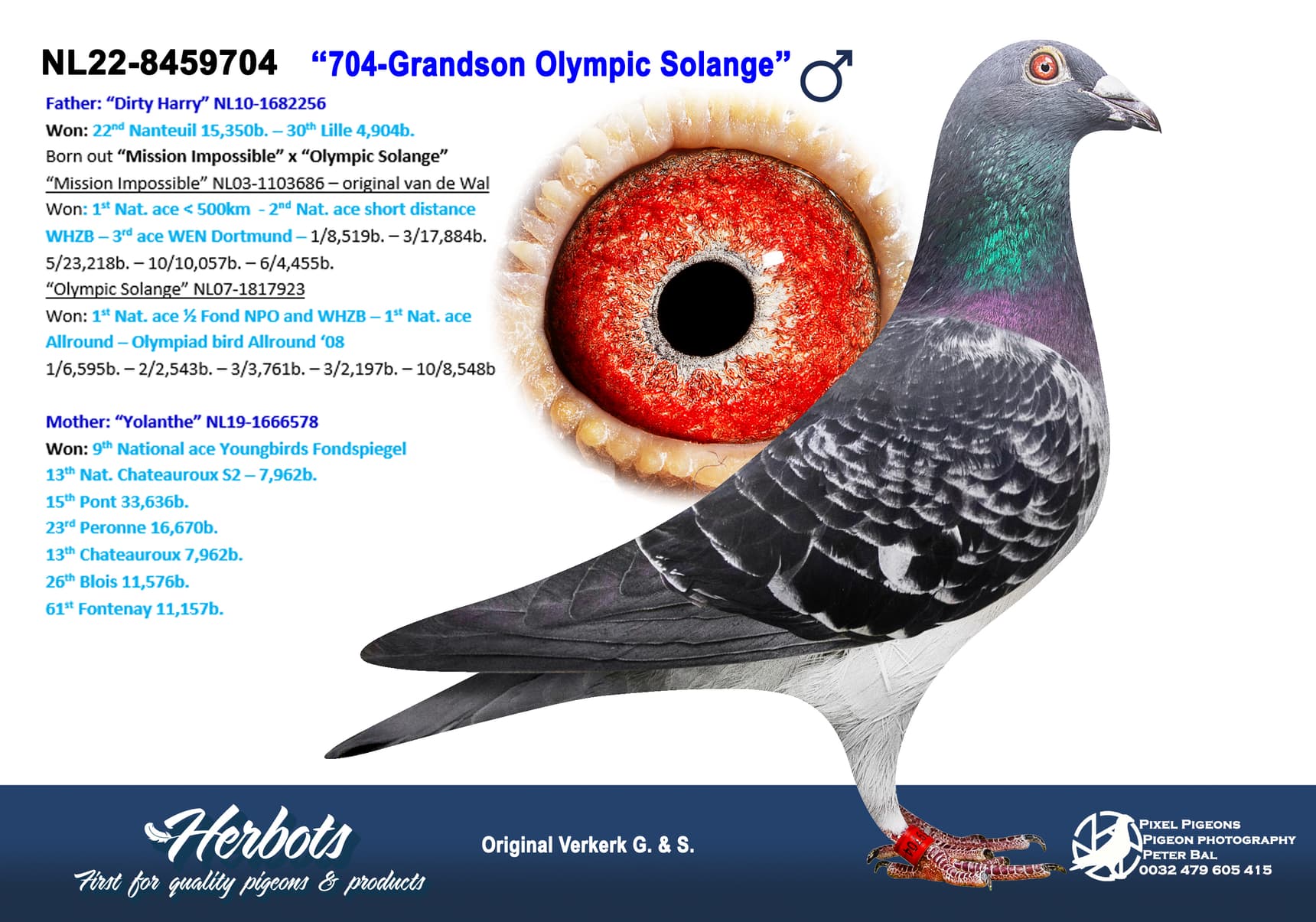 ”704-Grandson Olympic Solange” - NL-22-8459704