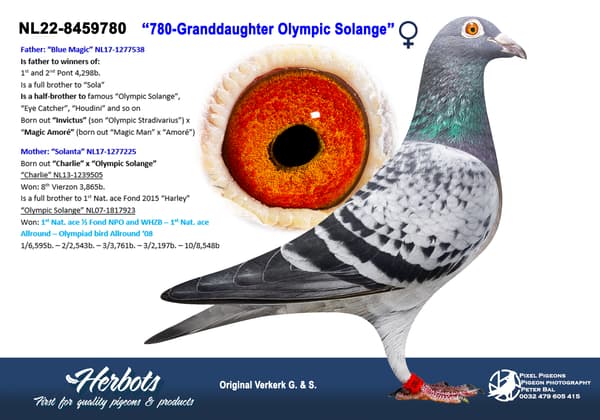 ”704-Grandson Olympic Solange” - NL-22-8459704