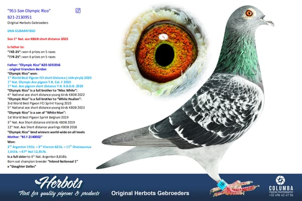 ”New Rico 812” - BE-20-5032812