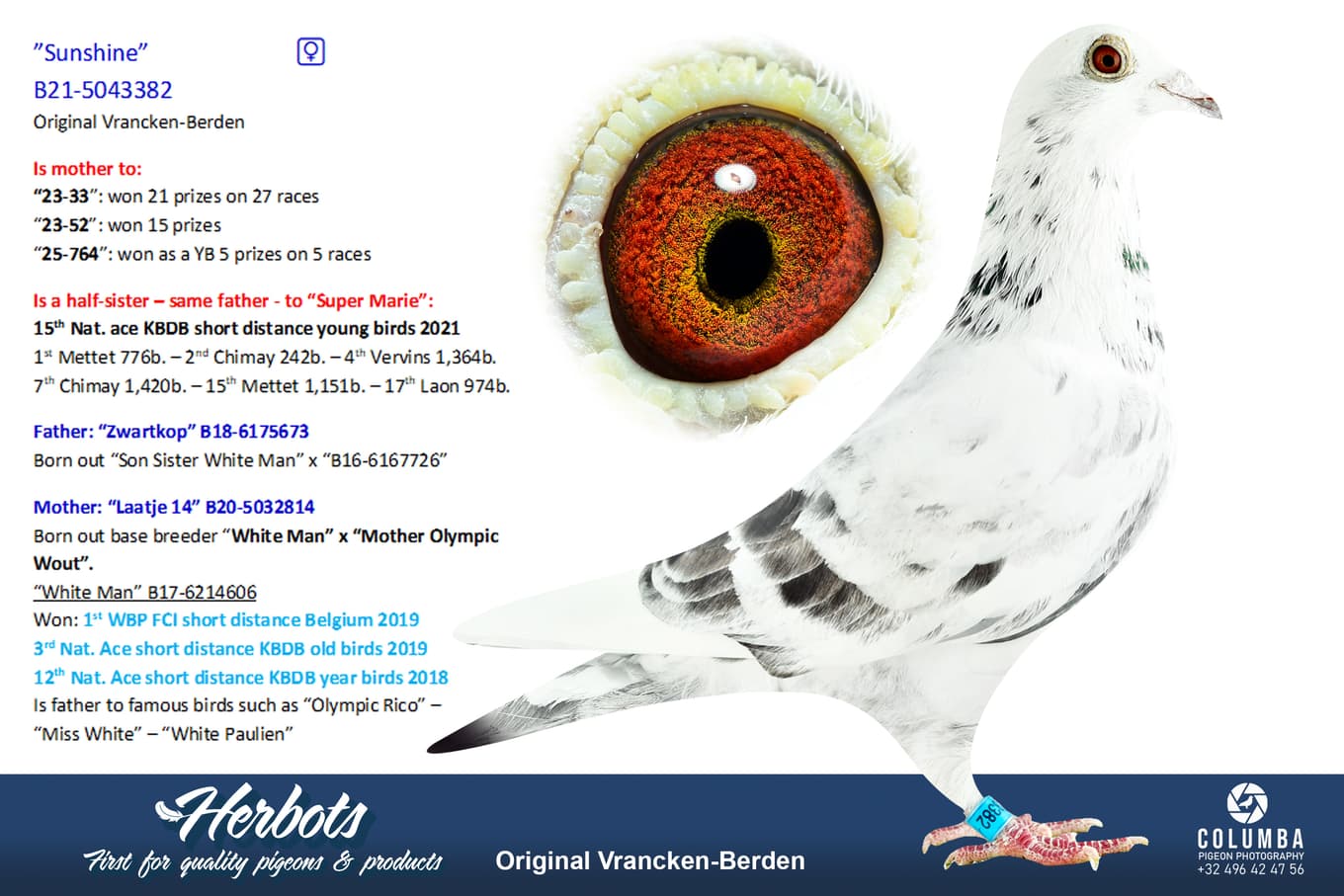 ”Grandson Olympic Rico” - BE-21-5043392