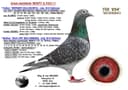 Herbots - First for quality pigeons & products