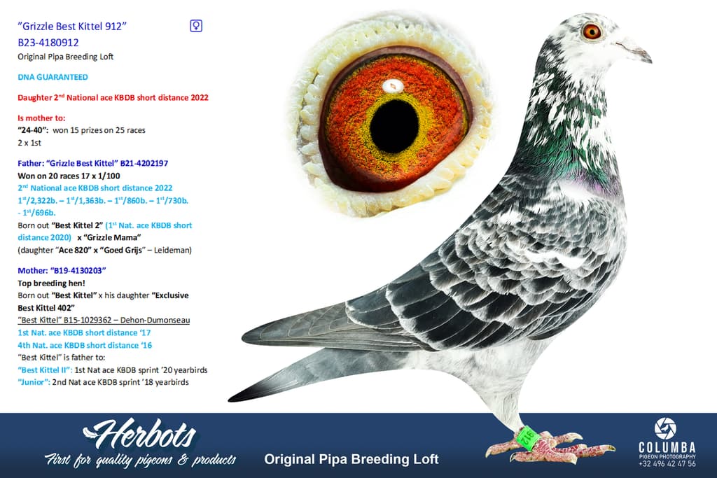 ”CEO Best Kittel 181” - BE-23-4181181