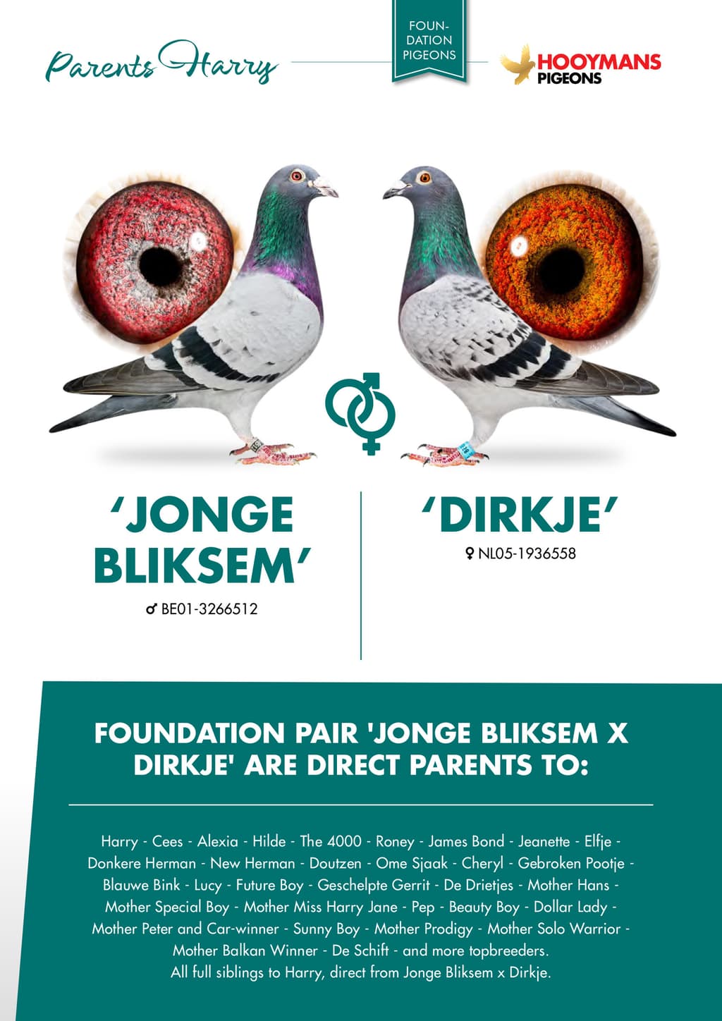 ‘Inbred Harry’ x ‘Blue Power 956’ - BE-24-5006949