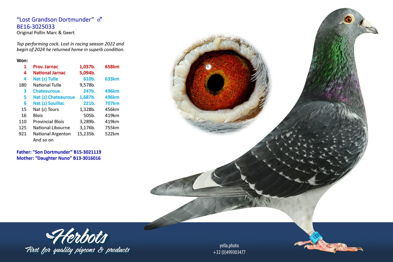 Pigeon Bids Pollin Marc & Geert - Final auction - Part 6