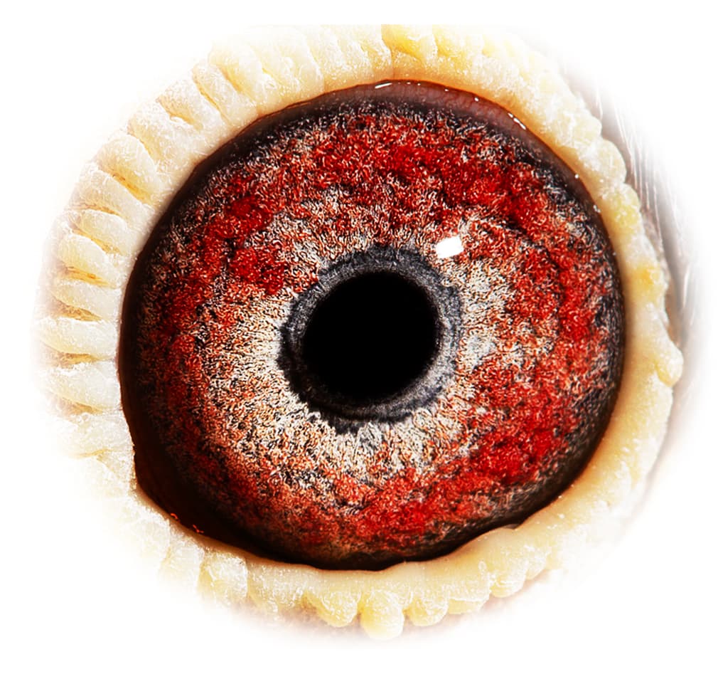 “Brother Athos” - BE-19-2092238