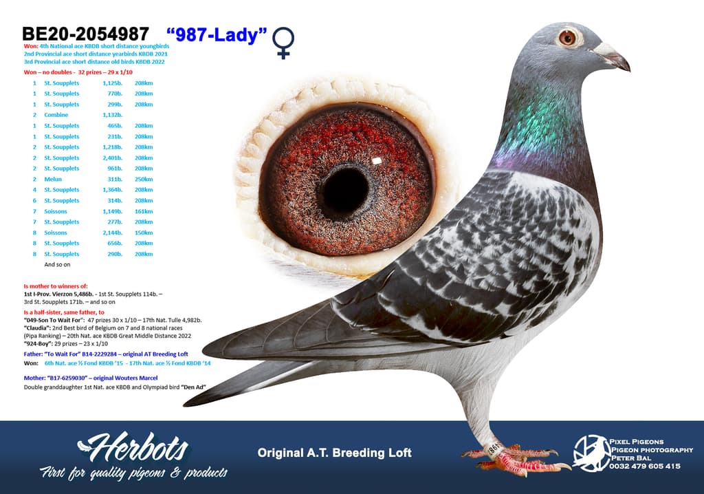 Pigeon Bids Marsille Hadrien – top group of proven race birds and ...