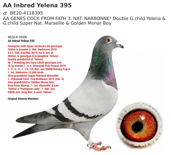 "inbreed porsche 911" - BE-22-5117127