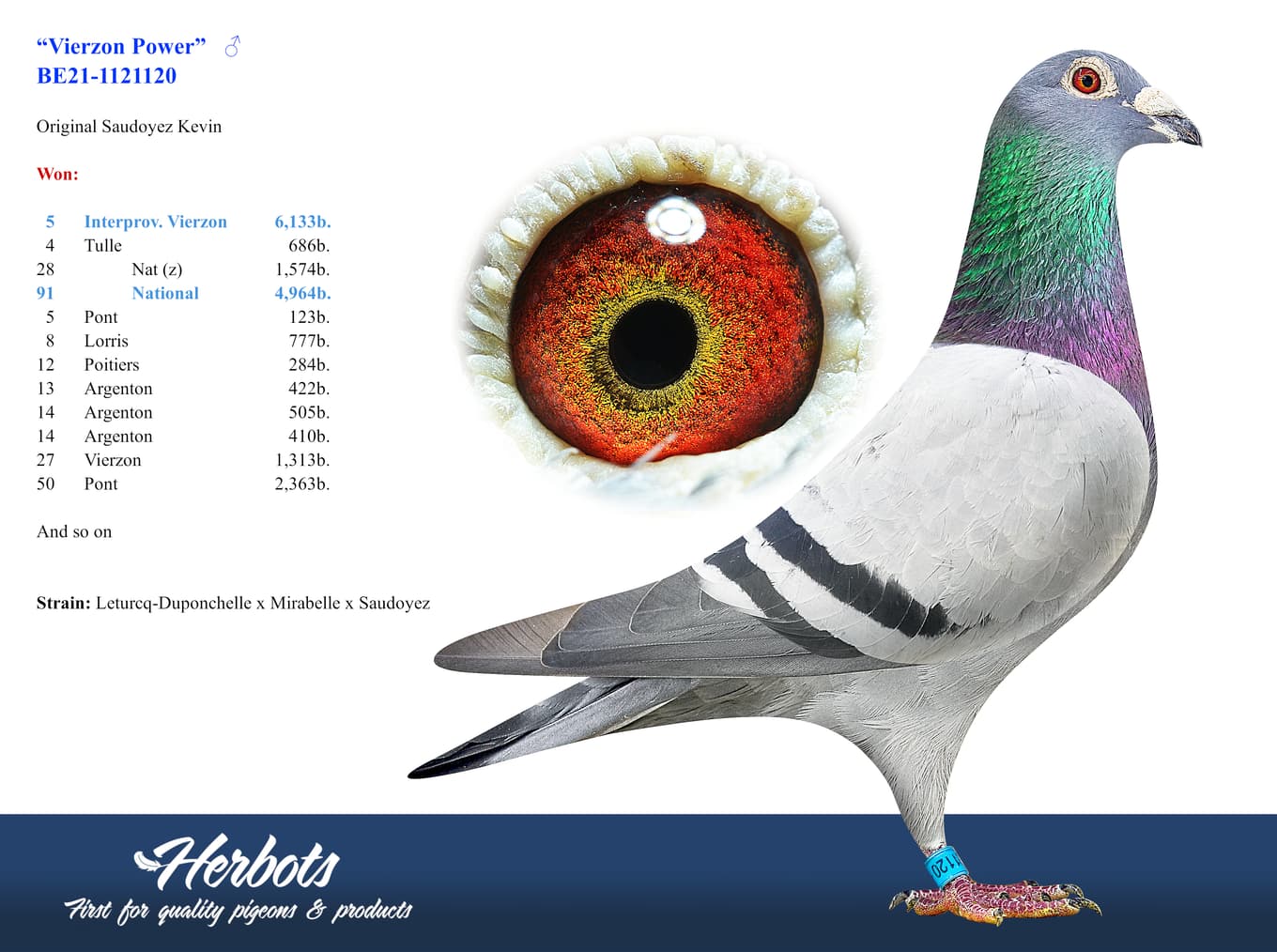 Pigeon Bids Saudoyez Kevin - 2025
