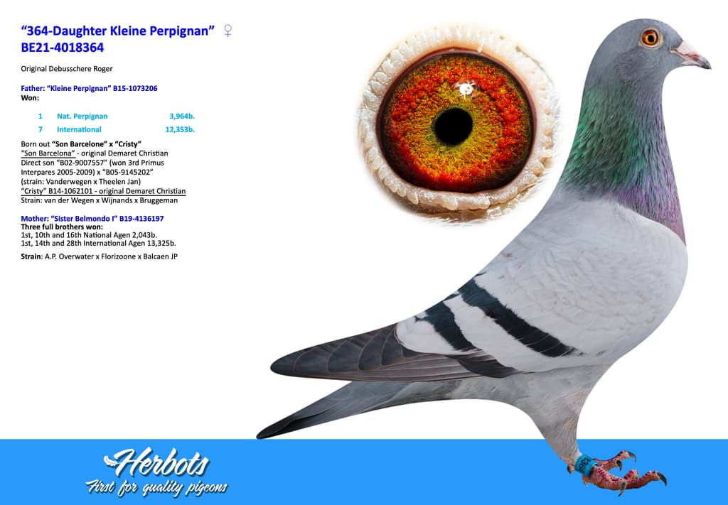 Pigeon Bids Debusschere Roger