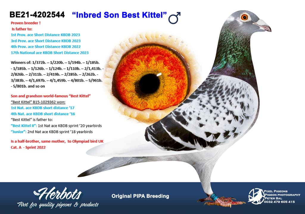 Pigeon Bids Marsille Hadrien – top group of proven race birds and ...