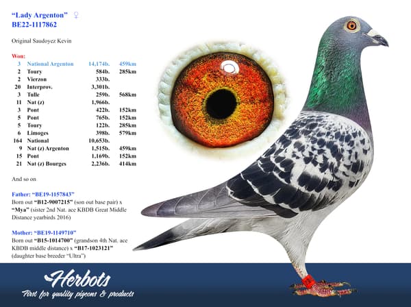Pigeon Bids Saudoyez Kevin - 2025
