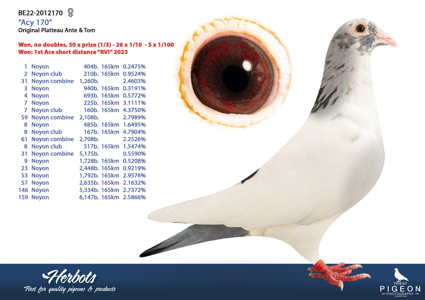 Pigeon Bids Platteau Ante & Tom - Part 1