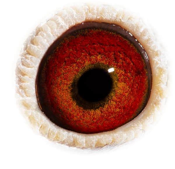 “Gaston” - BE-22-2019164