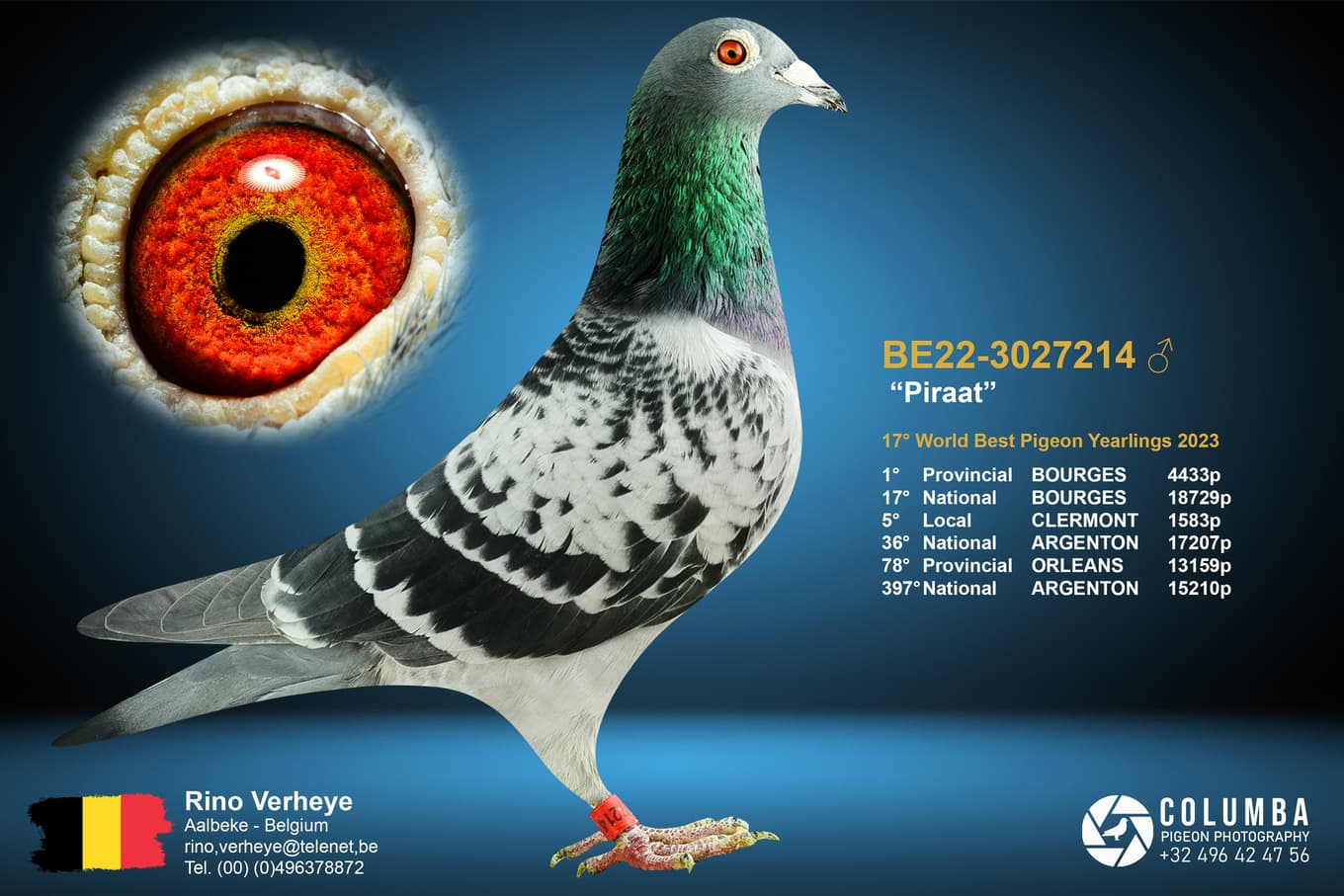Rino Verheye from Aalbeke and his real All Round colony