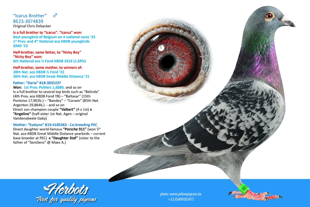 Pigeon Bids Debacker Chris