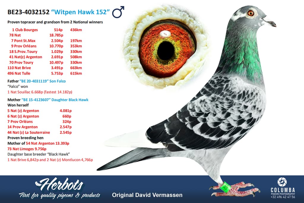Pigeon Bids Vermassen David