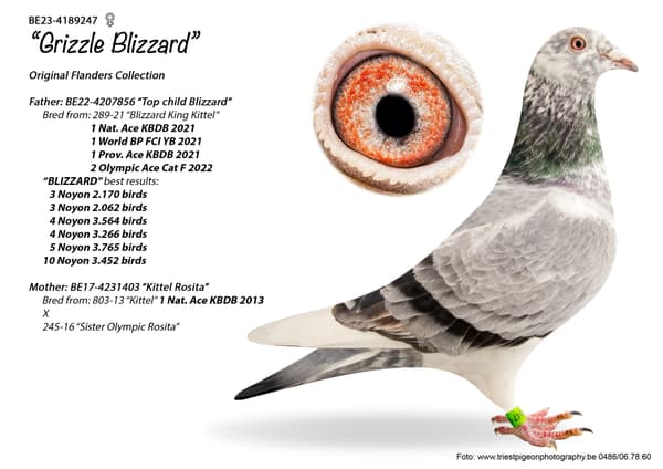 "Grizzle Blizzard 258" - BE-24-2116258