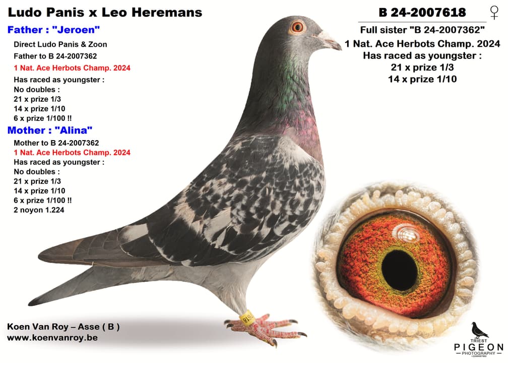 Herbots - First for quality pigeons & products