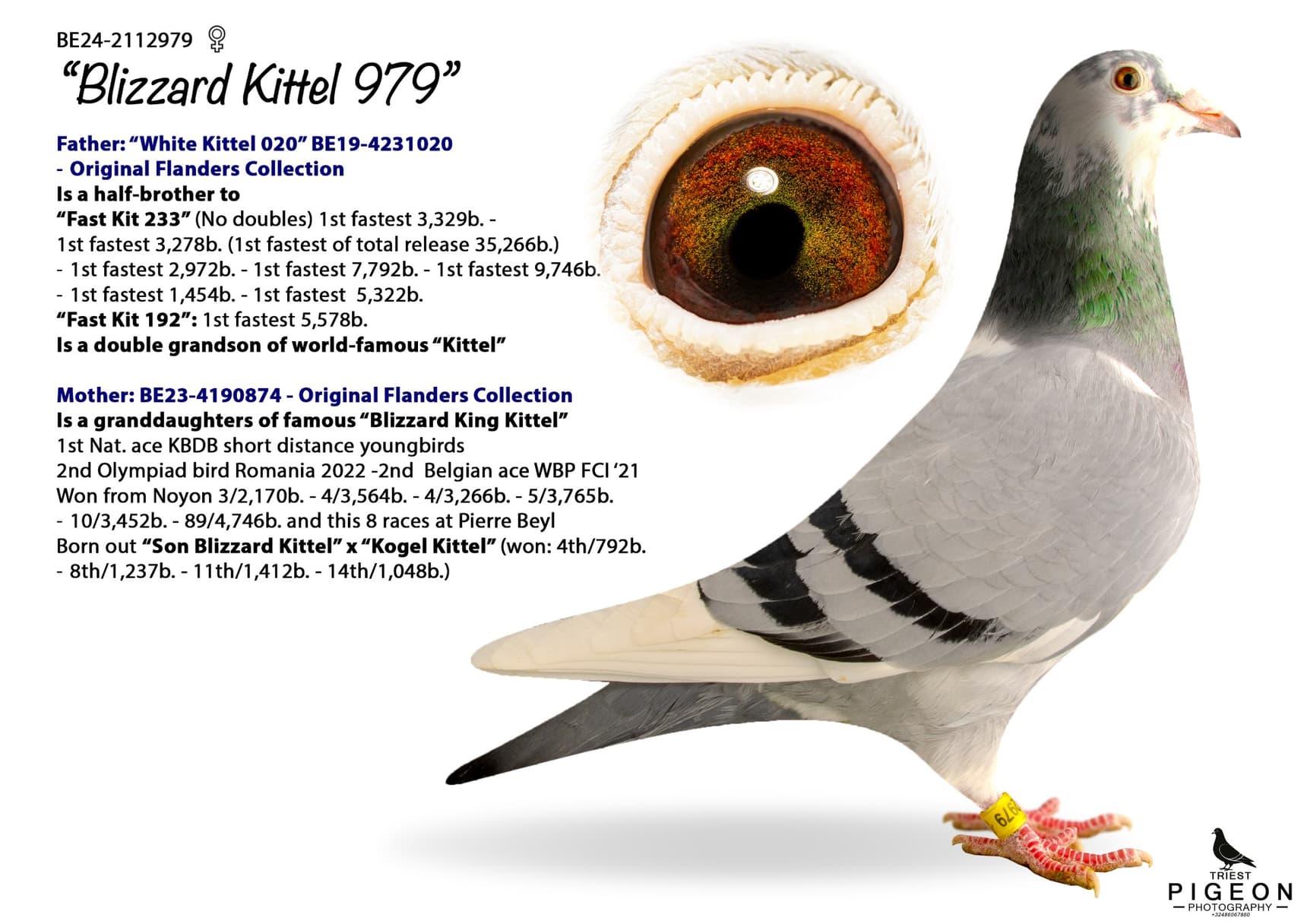 Blizzard Kittel 979 - BE-24-2112979