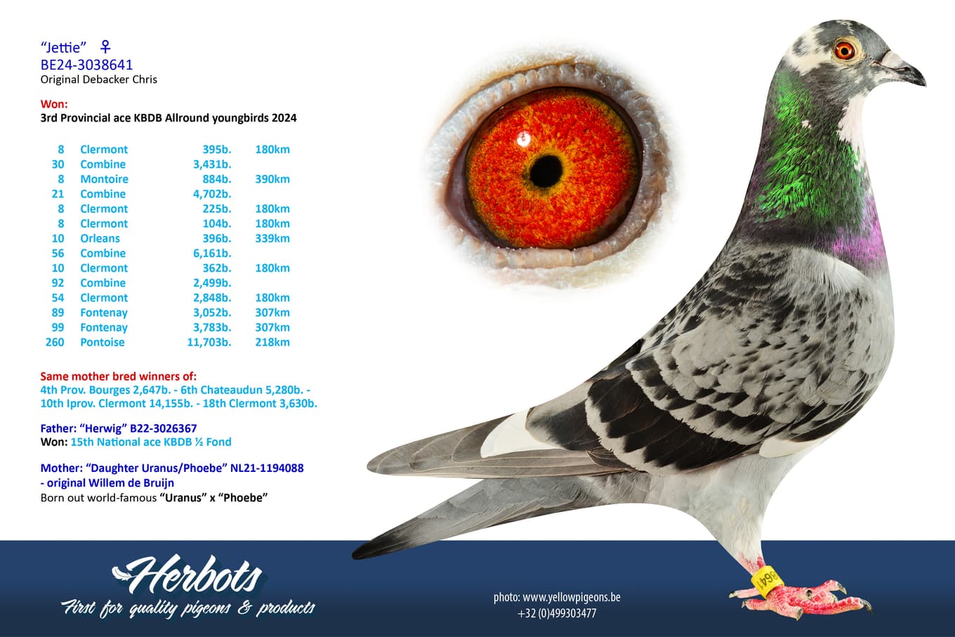 Pigeon Bids Chris Debacker October 2025