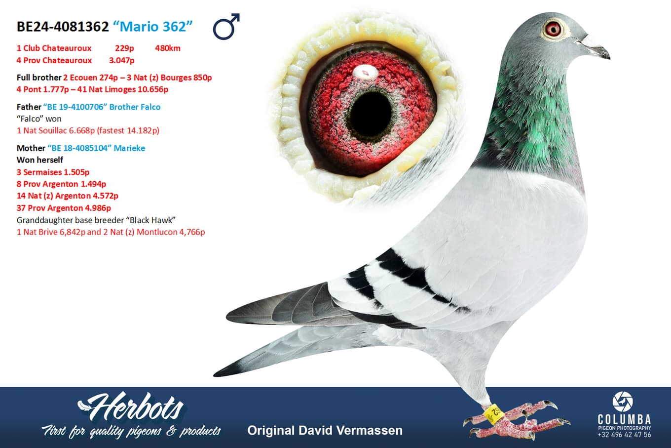 Pigeon Bids Vermassen David