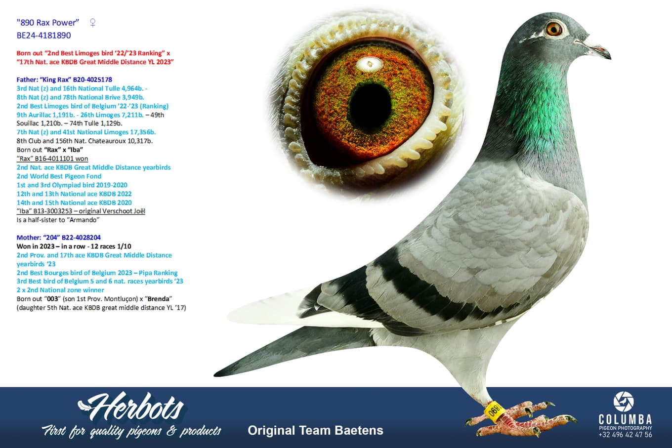 Pigeon Bids Baetens Ivan