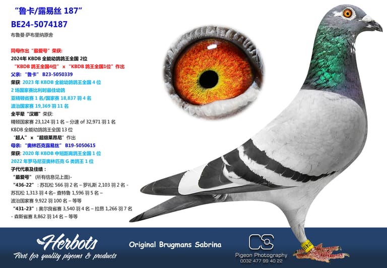 “银多利” - NL-24-9636244