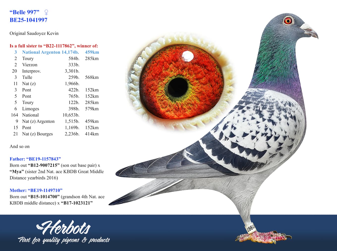 Pigeon Bids Saudoyez Kevin - 2025