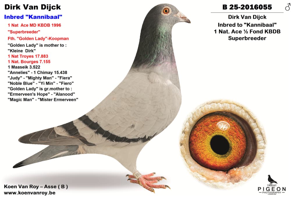 Dirk Van Dijck Inbred "Kannibaal" - BE-25-2016055