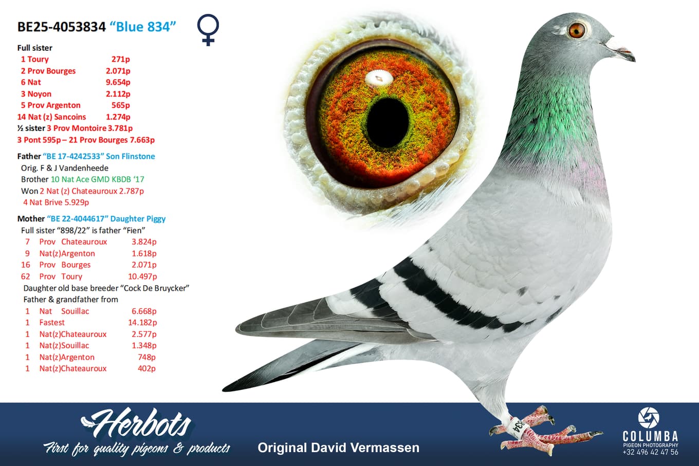 Pigeon Bids Vermassen David
