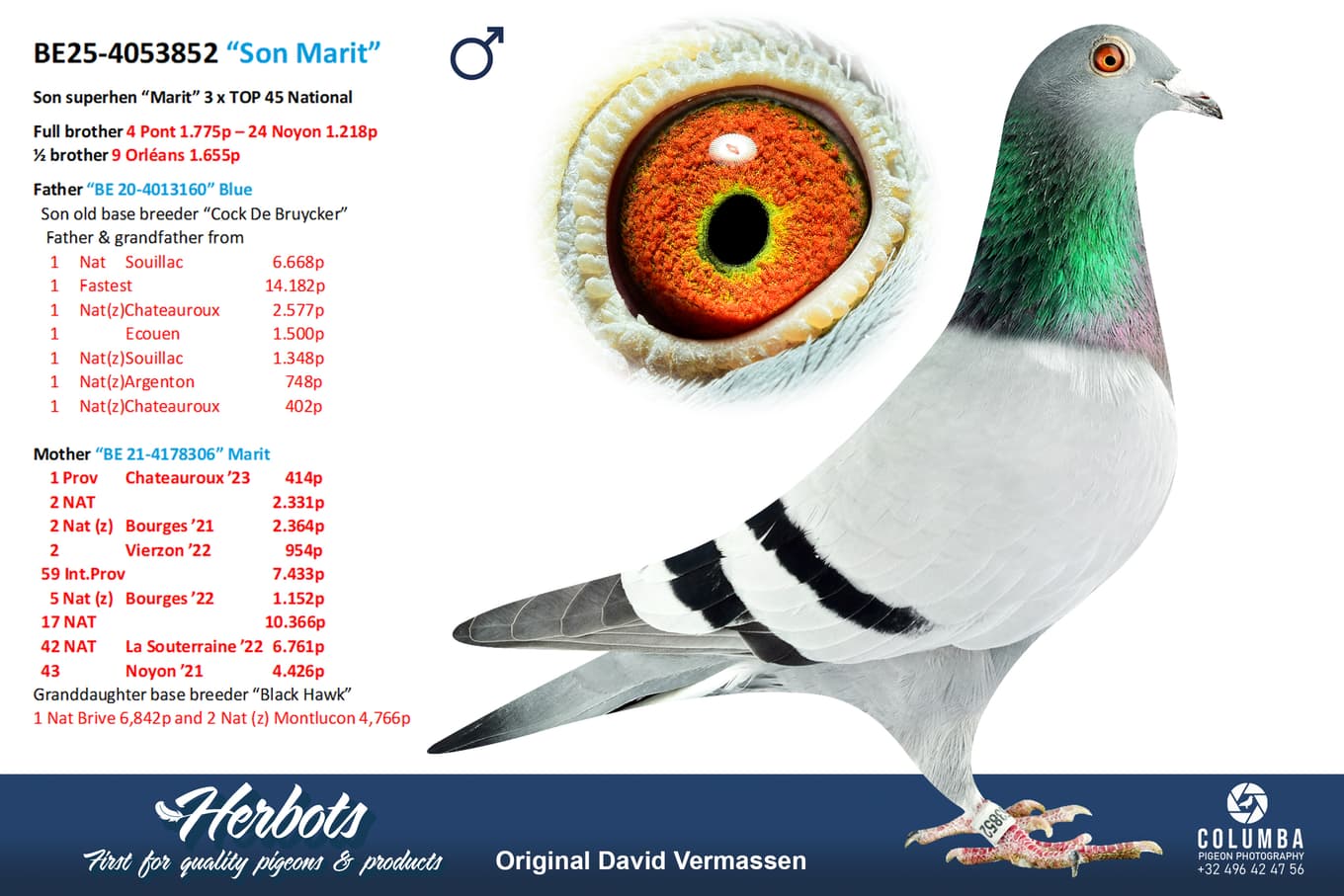 Pigeon Bids Vermassen David
