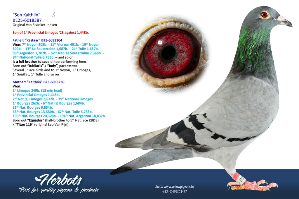 Pigeon Bids Van Elsacker-Jepsen