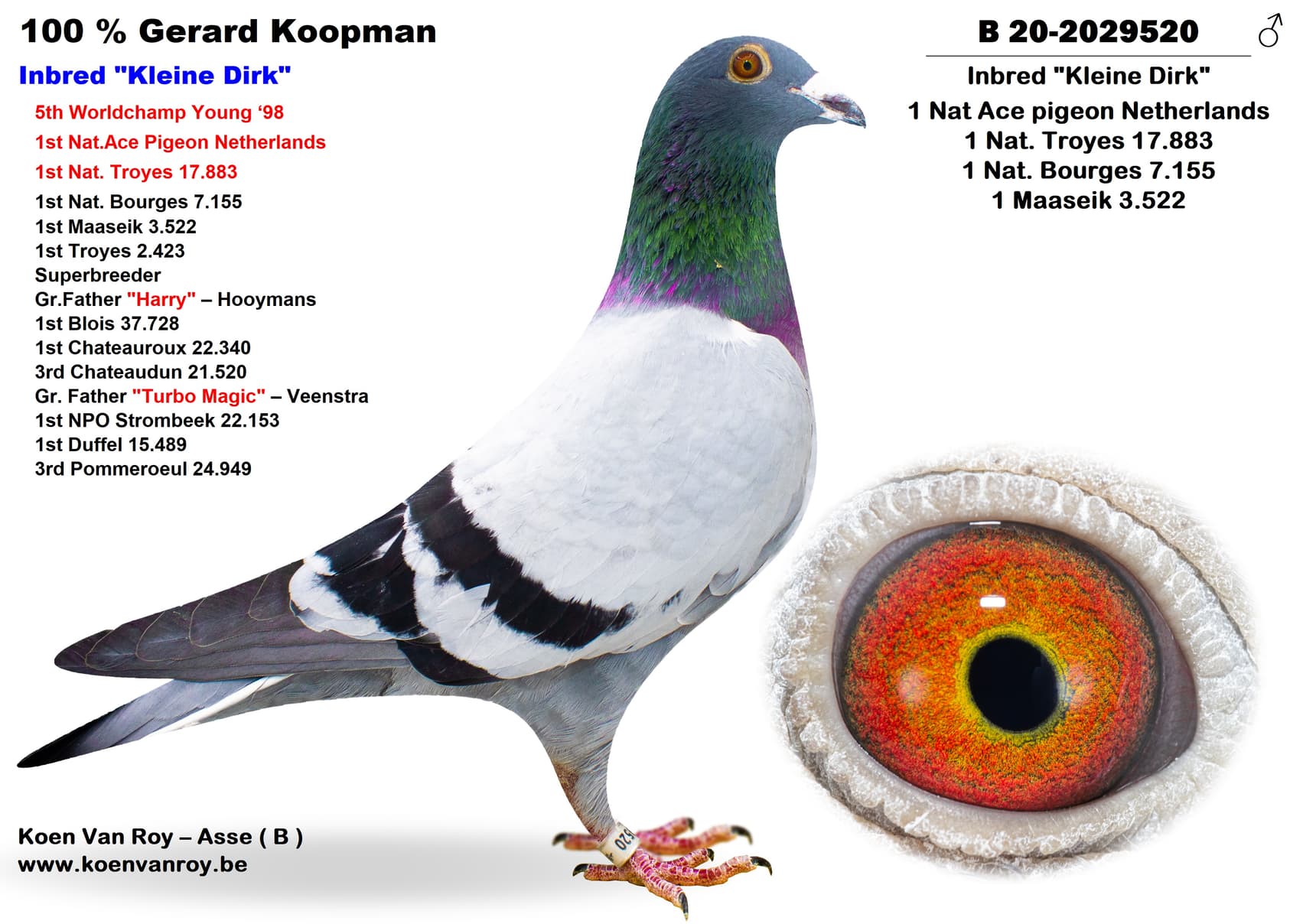 Gerard Koopman - Inbred KLEINE DIRK - BE-20-2029520