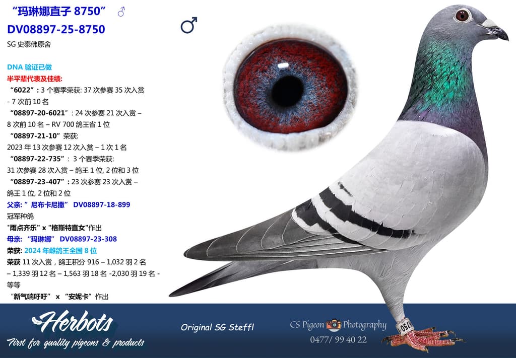 “玛琳娜直子” - DV-08897-25-8749