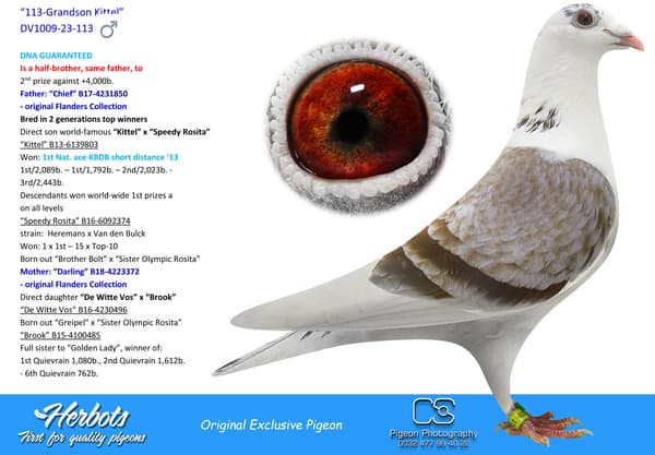 Pigeon Bids Exclusive pigeon - January 2023