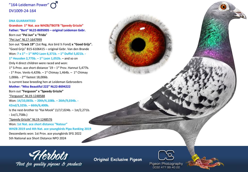 Pigeon Bids Exclusive Pigeon - May 2025