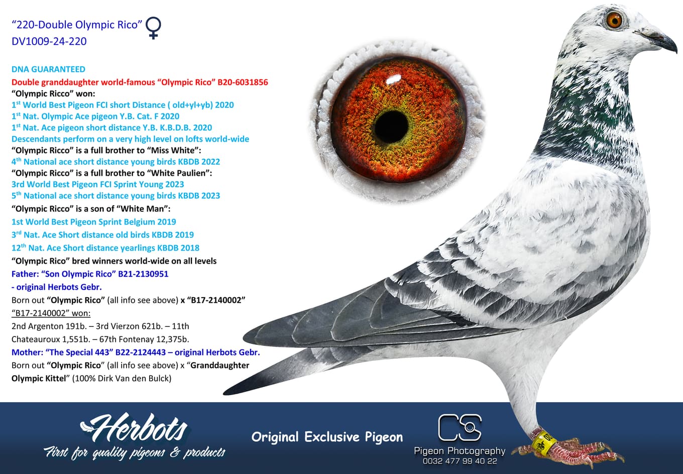 Pigeon Bids Exclusive pigeon - April 2025