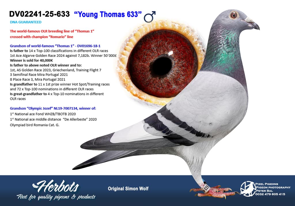 “Young Thomas 192” - DV-002241-25-192