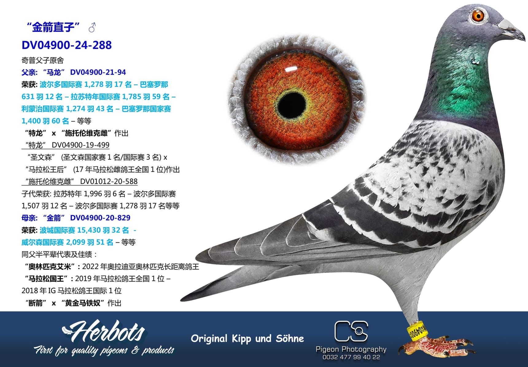 “疯狂花” - NL-24-8632566