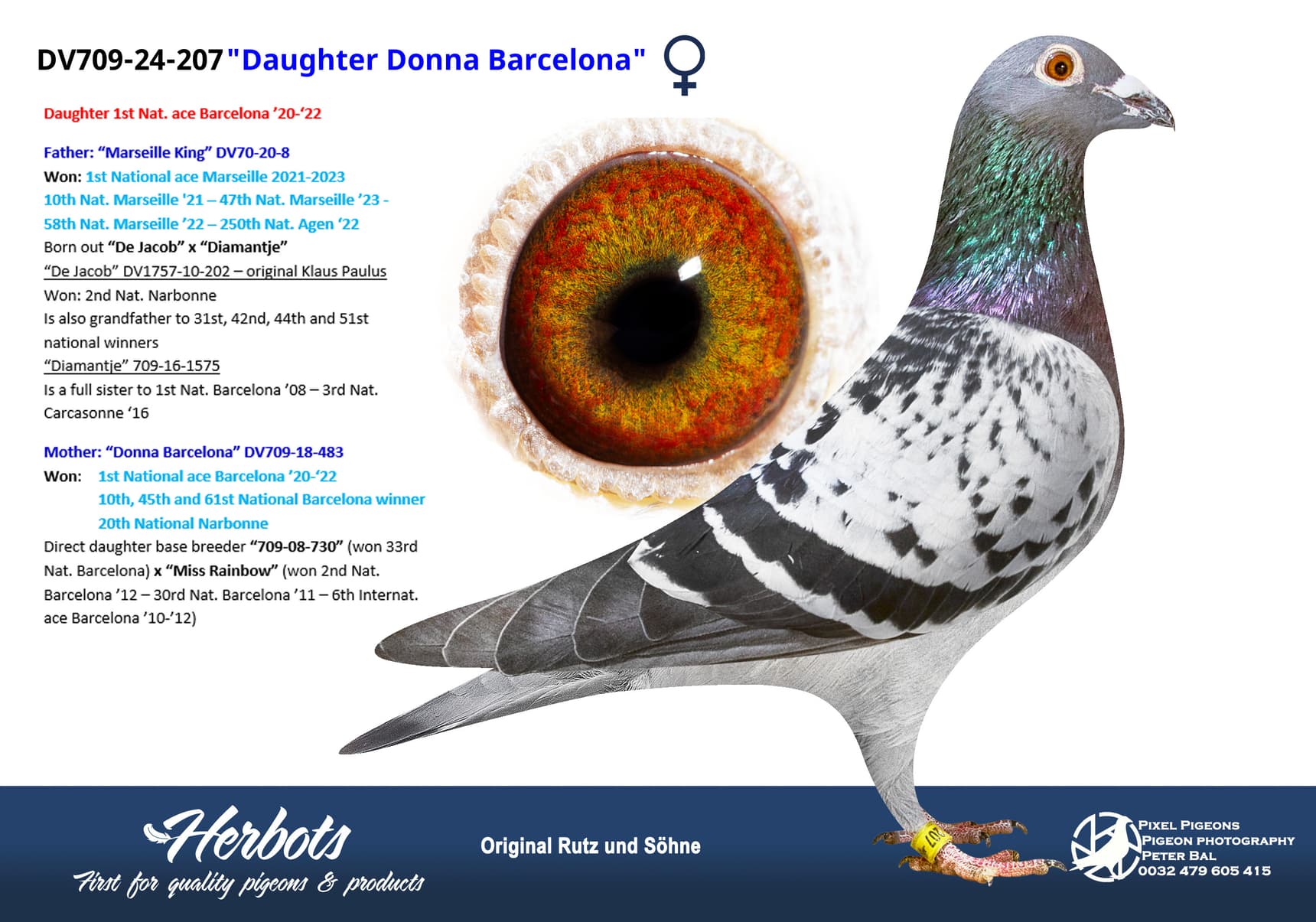 “Daughter Donna Barcelona” - DV-0709-24-207